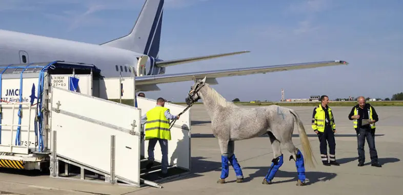 Live animal handling | Central German Airports