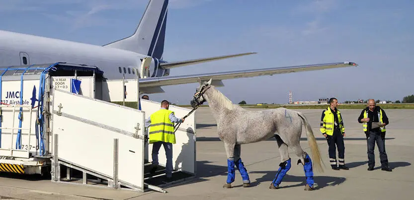 Live animal handling | Central German Airports